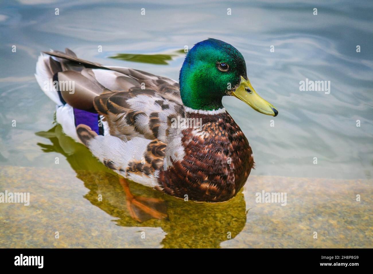 Male of wild mallard duck floating on water Stock Photo - Alamy