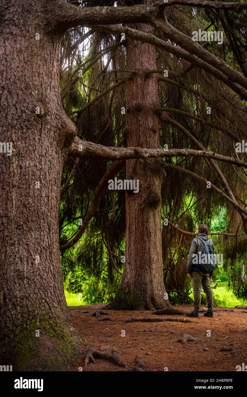 Person standing next to tree hi-res stock photography and images - Alamy