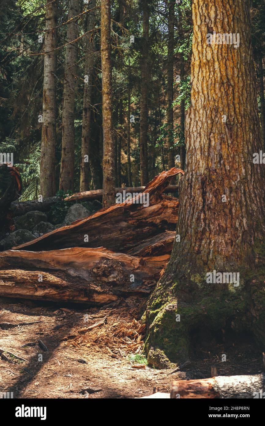 path through the forest trees, nature green wood Stock Photo - Alamy
