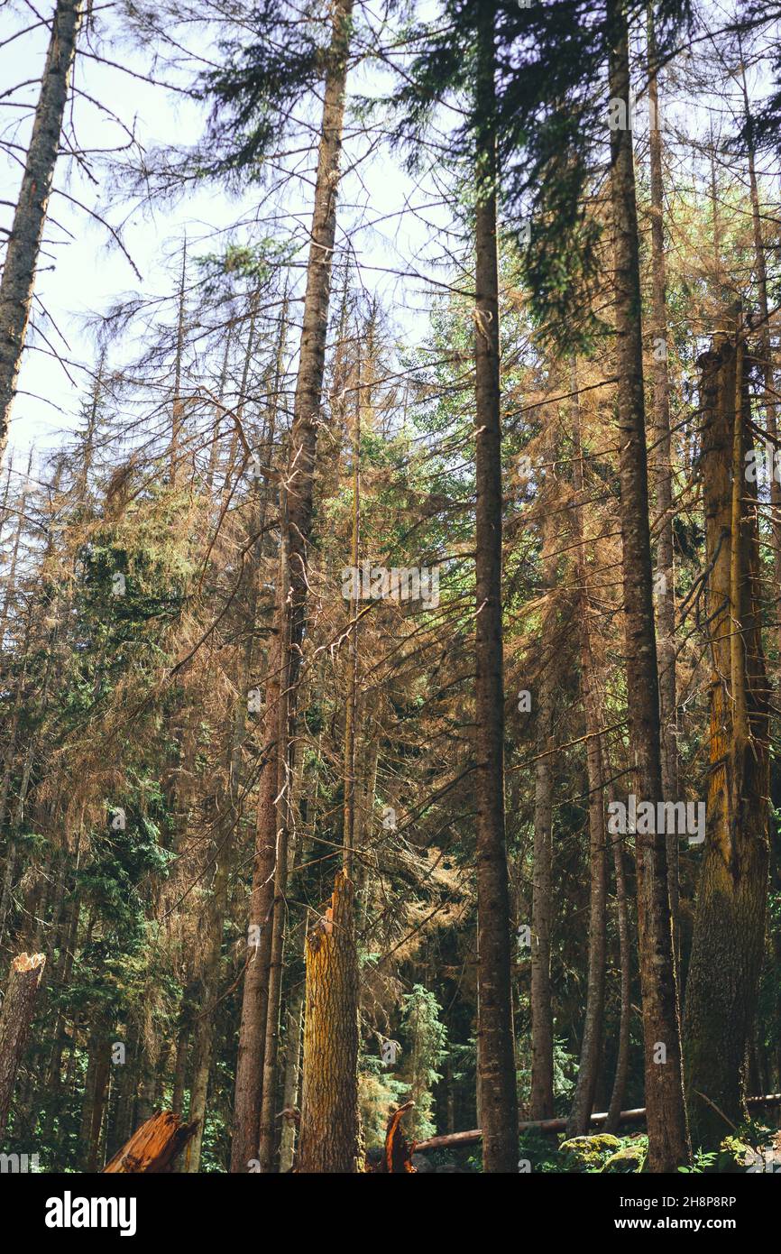 path through the forest trees, nature green wood Stock Photo - Alamy