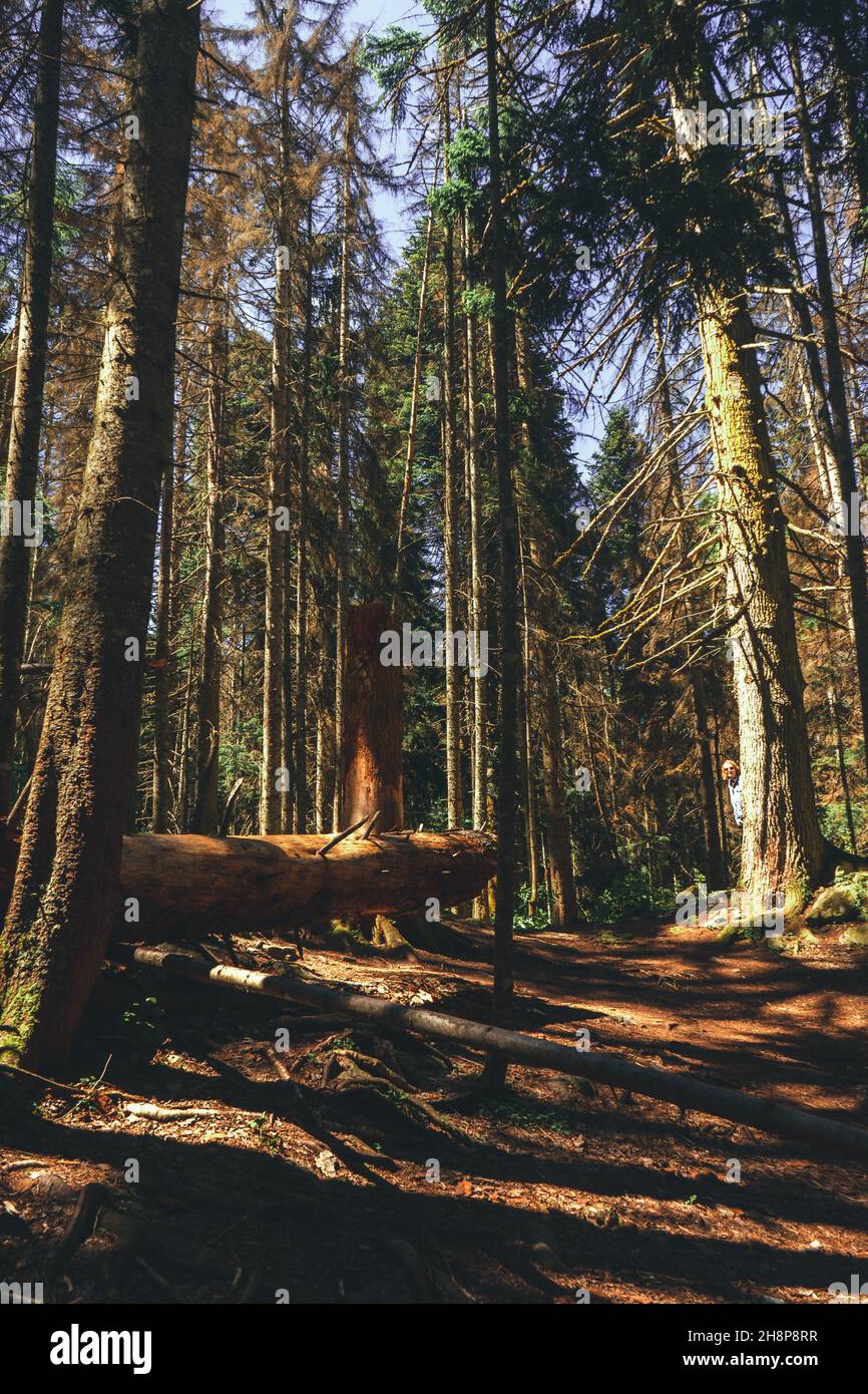path through the forest trees, nature green wood Stock Photo - Alamy