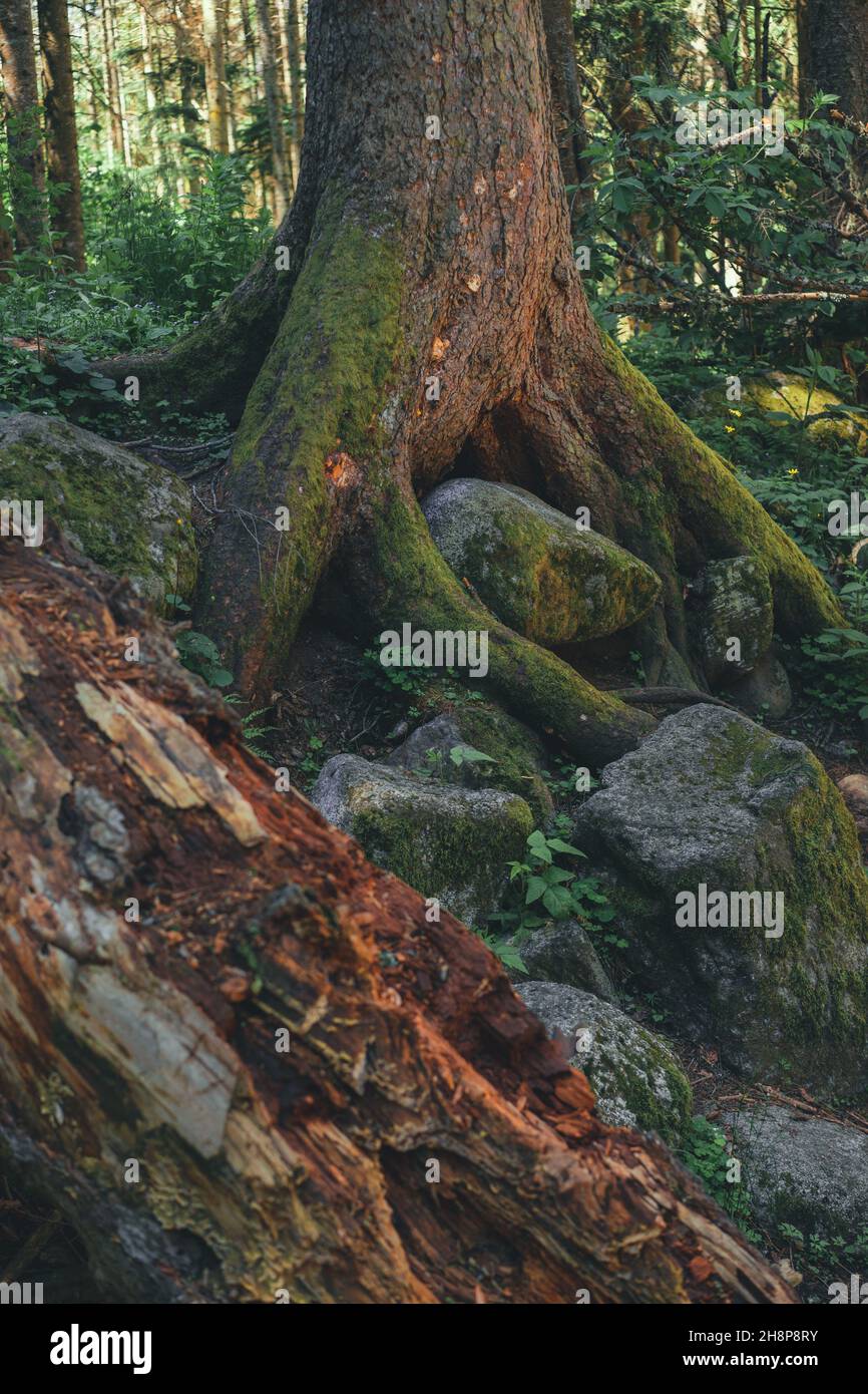 path through the forest trees, nature green wood Stock Photo - Alamy