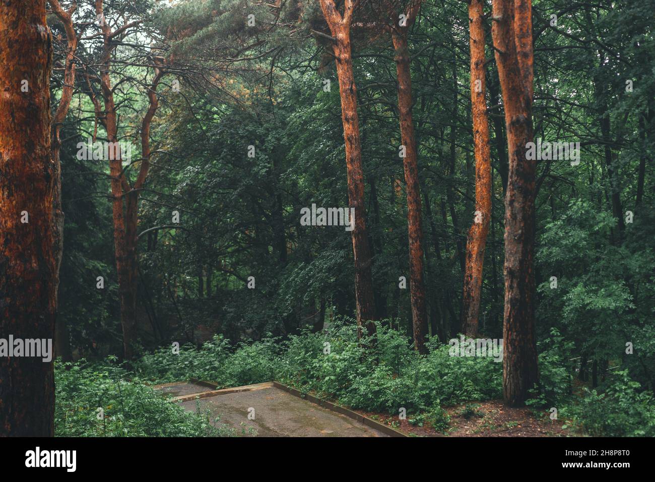 path through the forest trees, nature green wood Stock Photo - Alamy