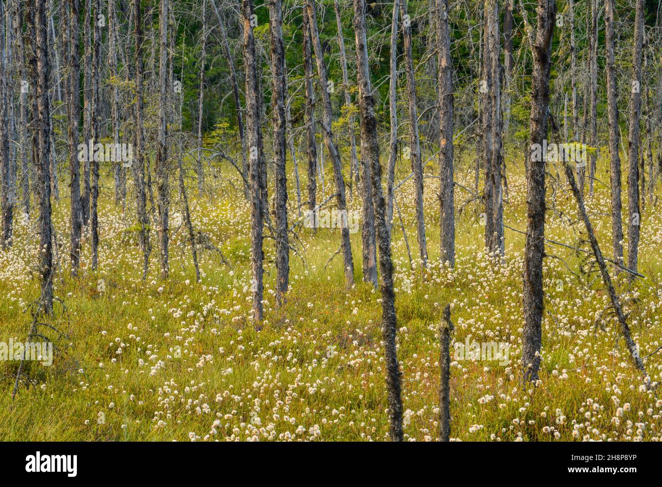 Cottongrass in a swamp with dead snags, Algonquin Provincial Park ...
