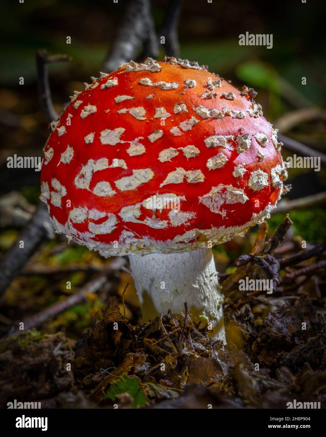 White spots toadstool hi-res stock photography and images - Alamy