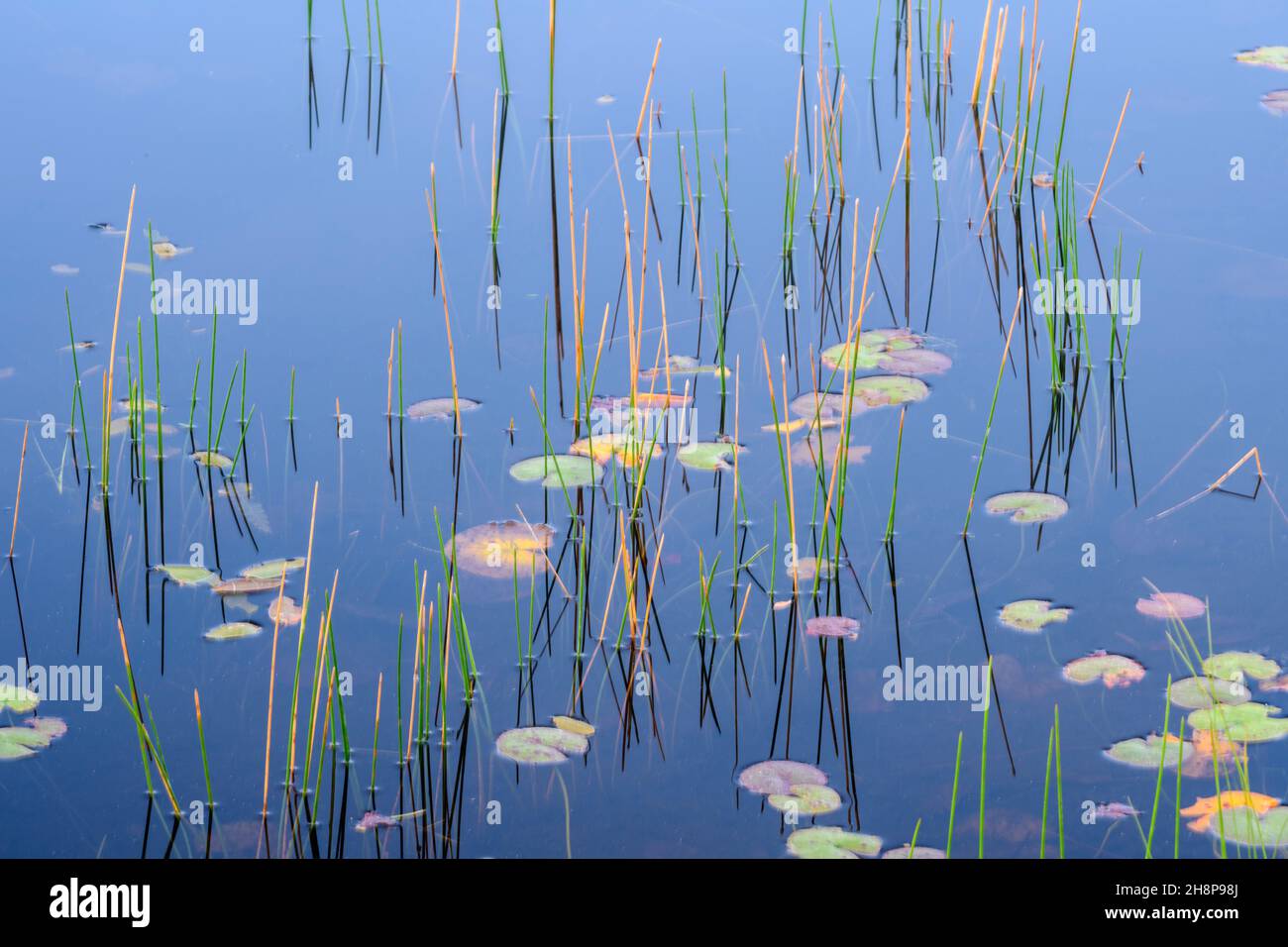 beaver pond with water lilies and reeds, Algonquin Provincial Park ...