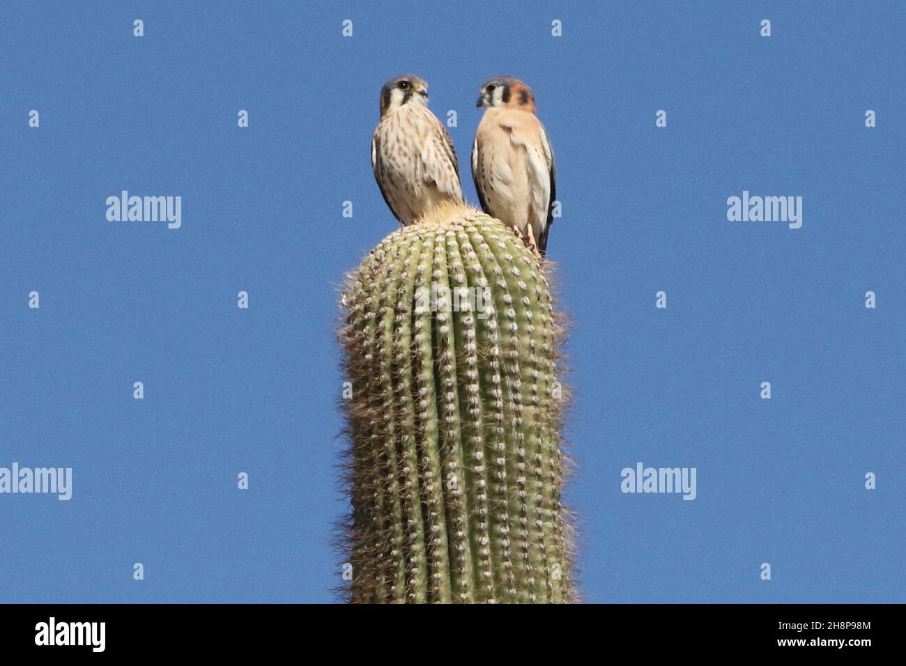 Kestrels together hi-res stock photography and images - Alamy