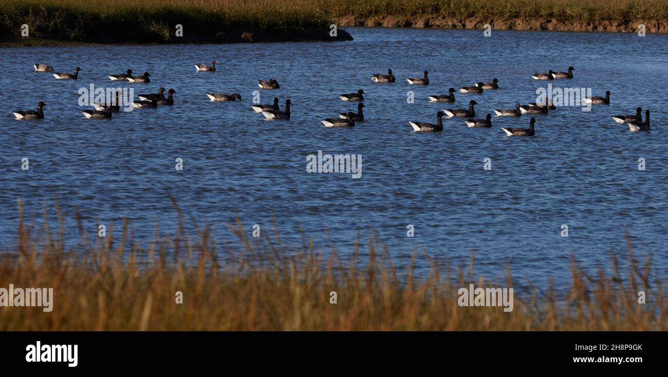 Flock of Brent geeze seen in a lagoon in Pagham Harbour Nature Reserve ...
