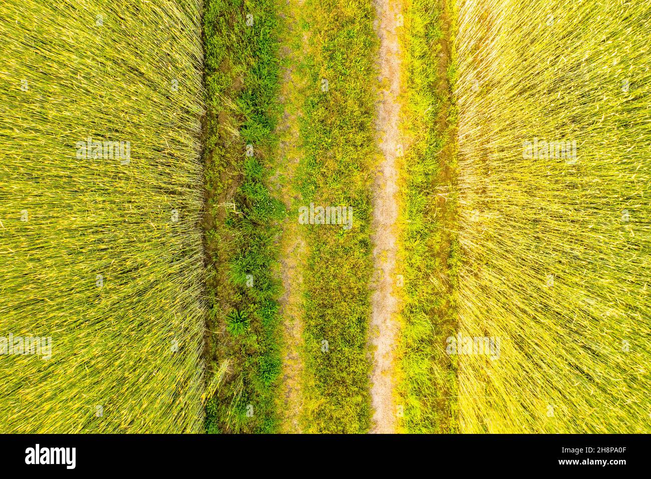 Aerial top view photo from flying drone of a land with sown green ...
