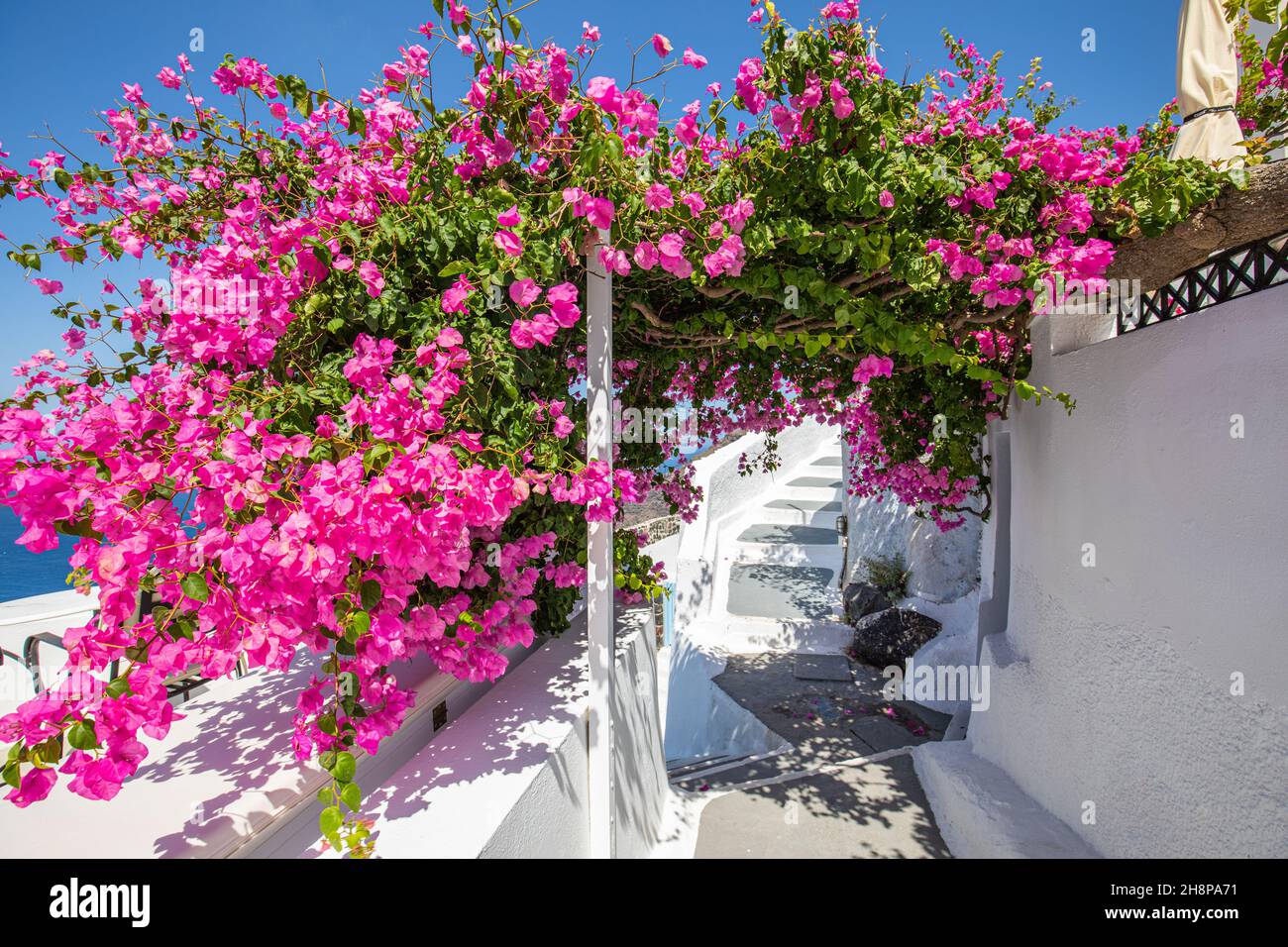Pink bougainvillea flowers santorini greece hi-res stock photography ...