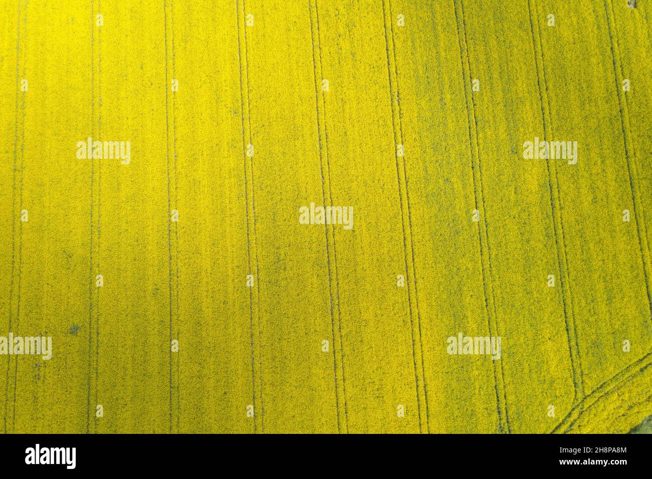 Aerial view of rapeseed flower blooming in farmland ,earth color in ...