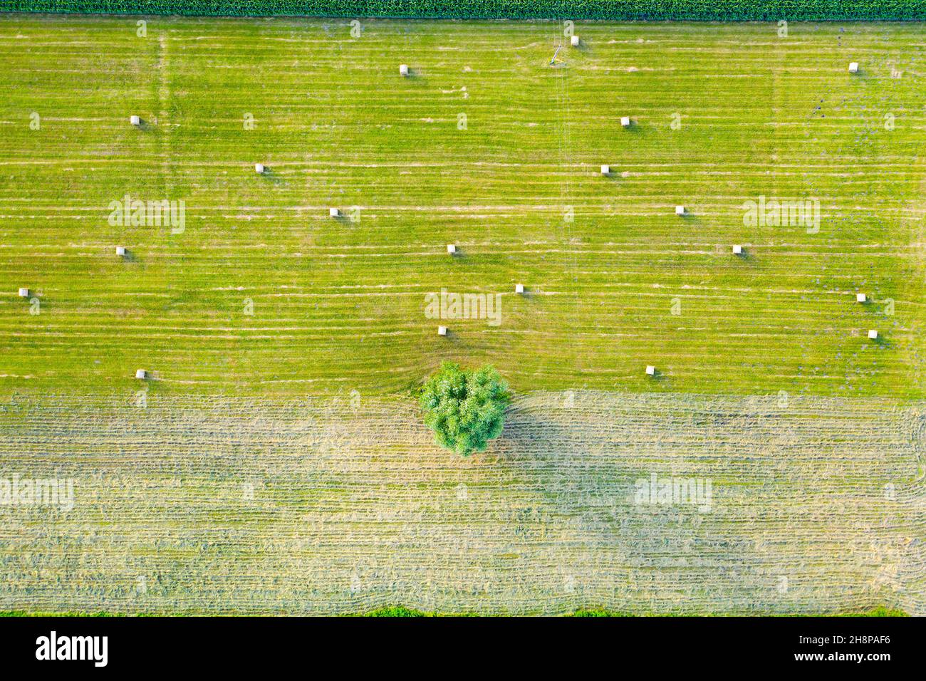Vertical stripes of agricultural parcels of different crops. Aerial ...