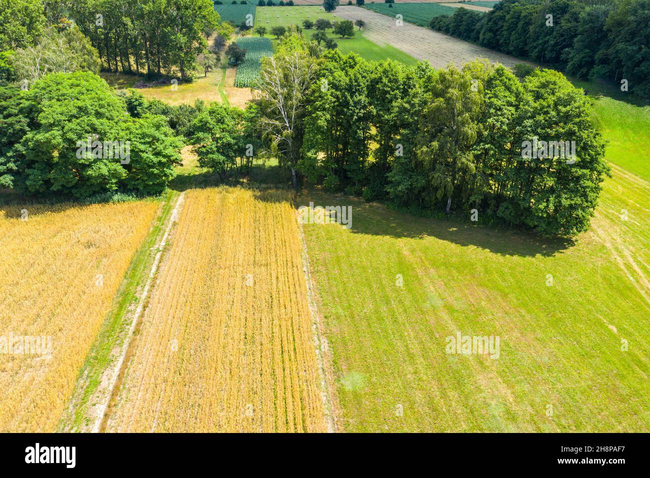 Aerial agricultural landscape, Big field ready to harvest aerial view ...