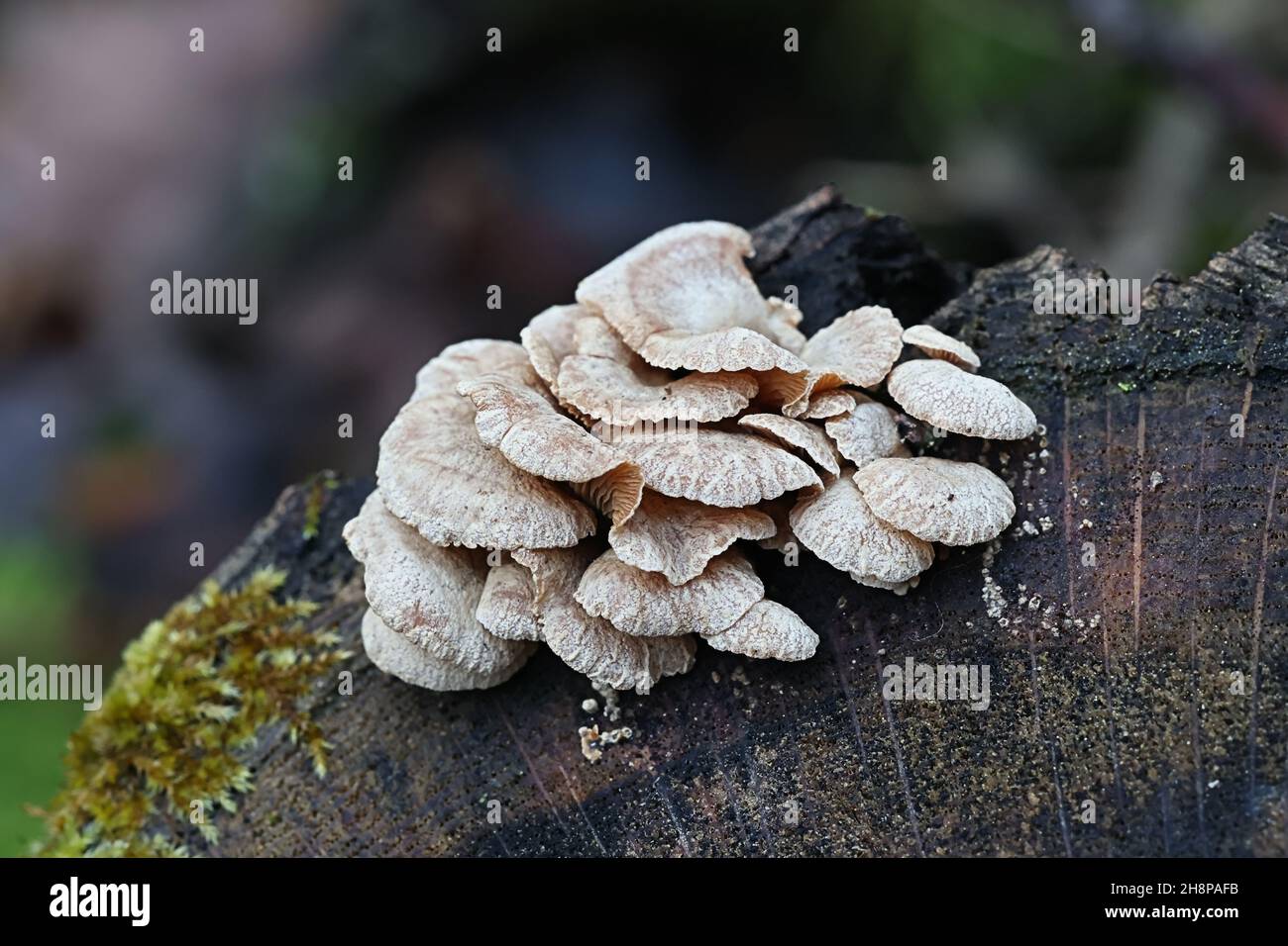 Panellus stipticus, commonly known as the bitter oyster, astringent ...