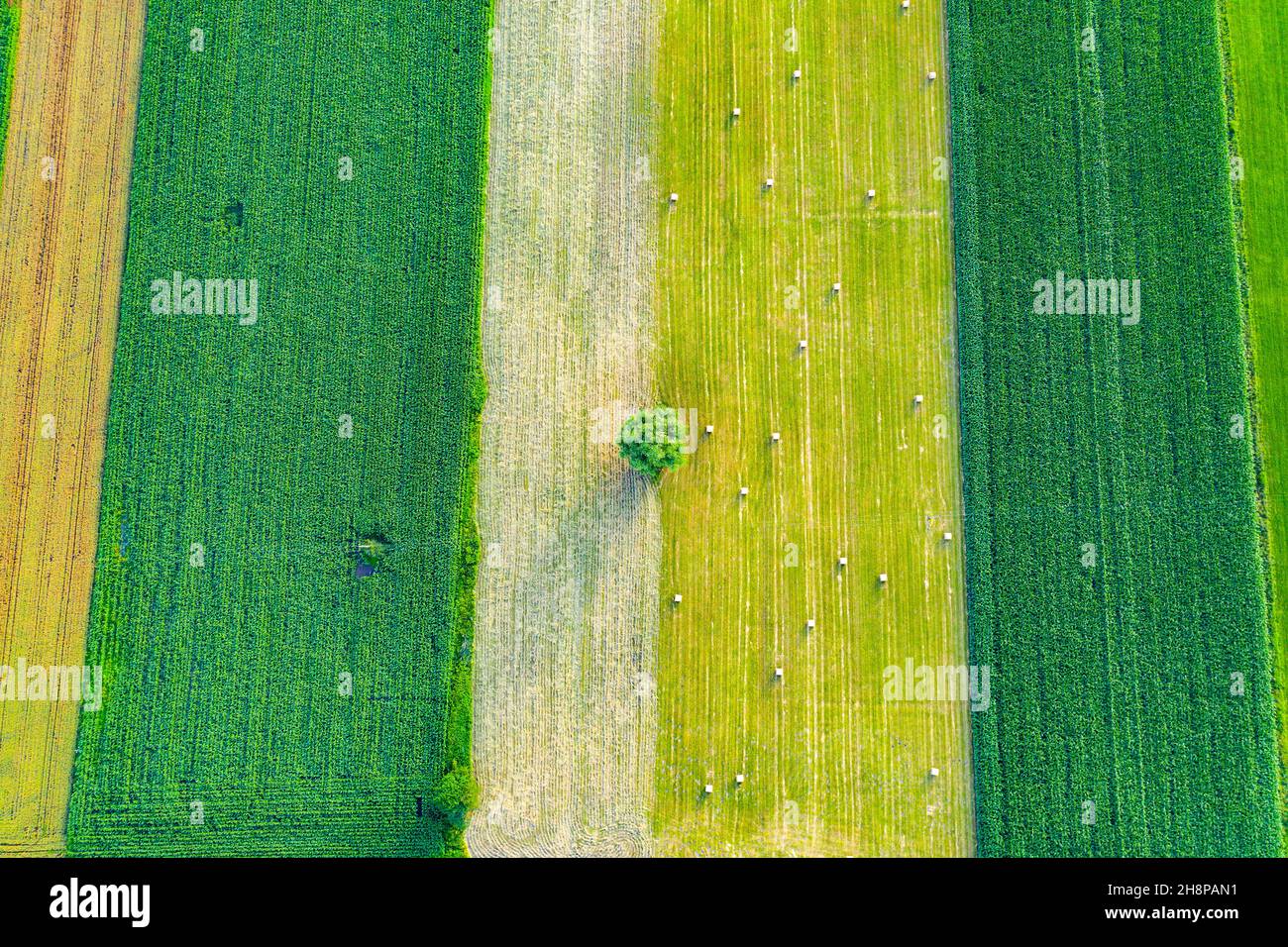 Vertical stripes of agricultural parcels of different crops. Aerial ...