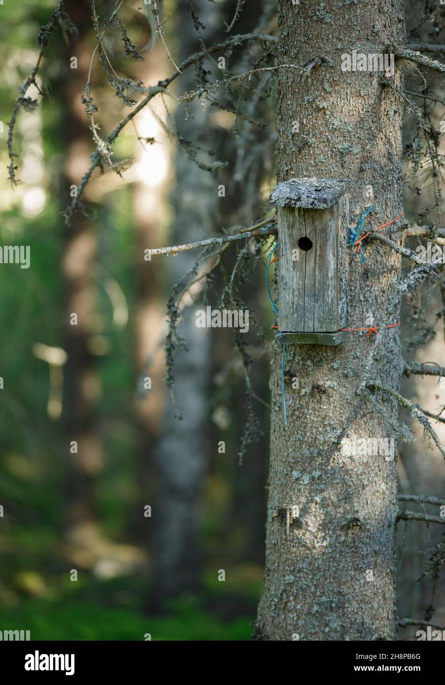 Old scuffed birdhouse on spruce tree trunk in the forest , Finland ...