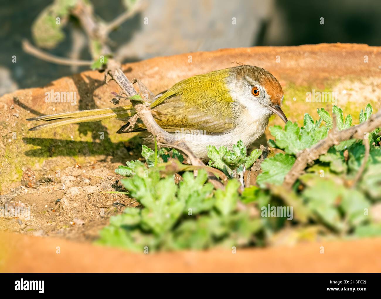 Tailor bird nest hi-res stock photography and images - Alamy