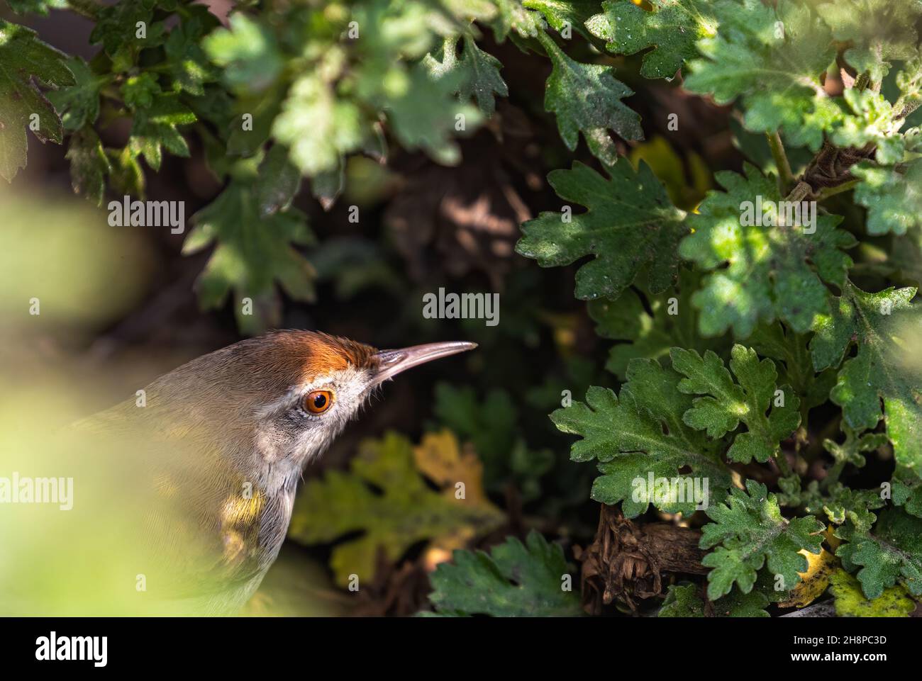 Tailor Bird hidden in natural habitat in shade Stock Photo - Alamy