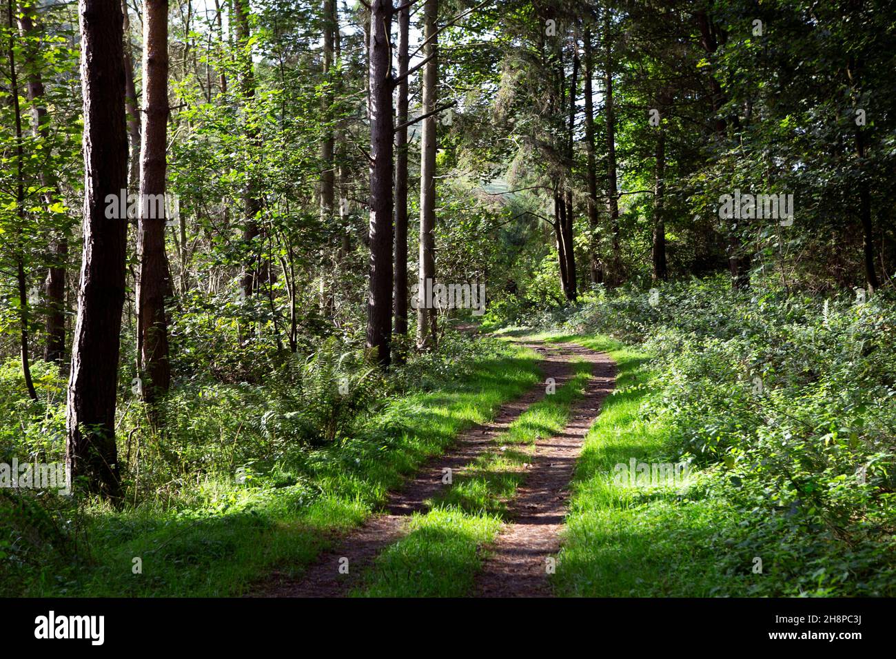 Trees line the path at Weeley Dale,East riding of Yorkshire along the ...