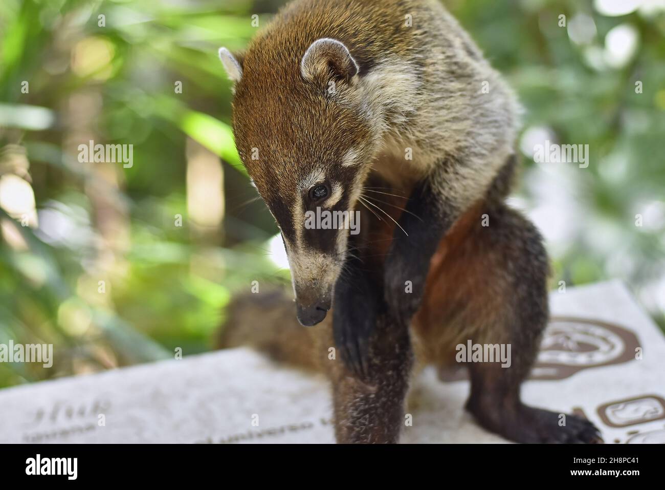 Mexican Raccoon High Resolution Stock Photography and Images - Alamy
