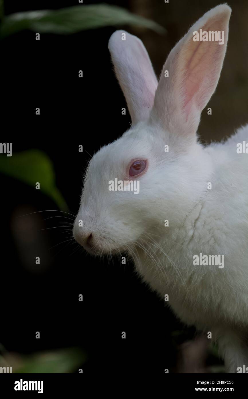 Side face of a cute white rabbit Stock Photo - Alamy