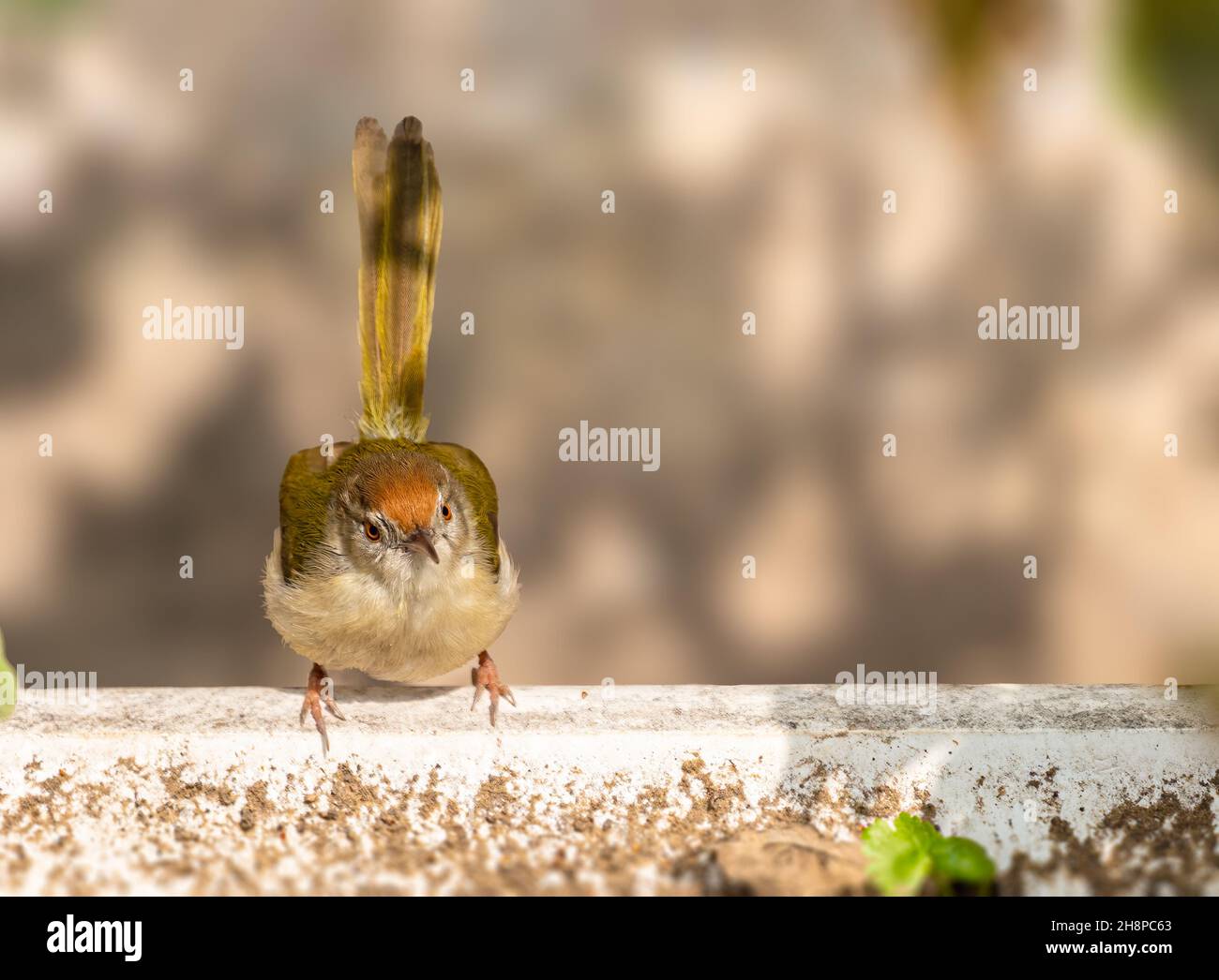Tailor Bird on a wall with tails up Stock Photo - Alamy