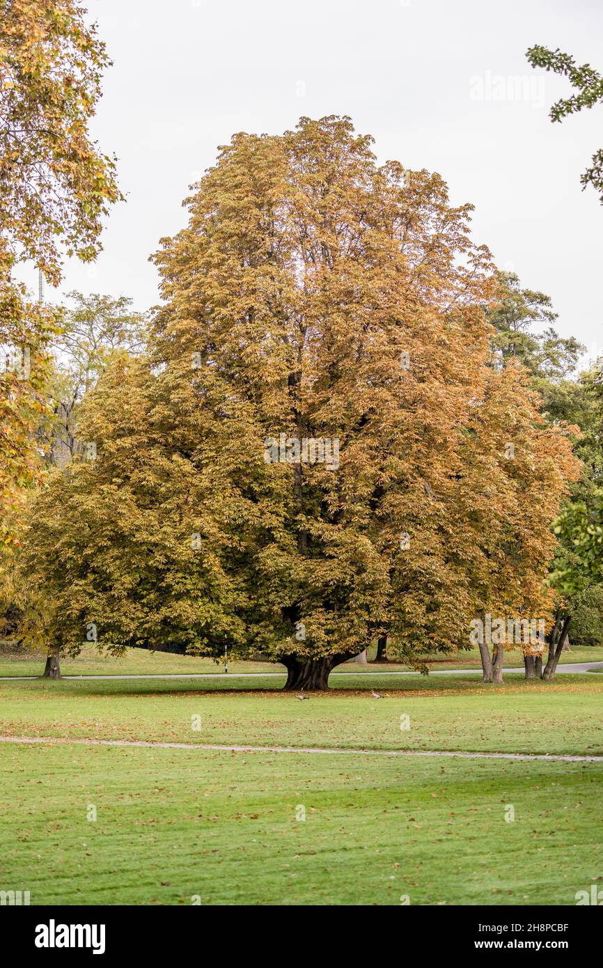 cityscape with colorful foliage on large tree at Castle park in city ...