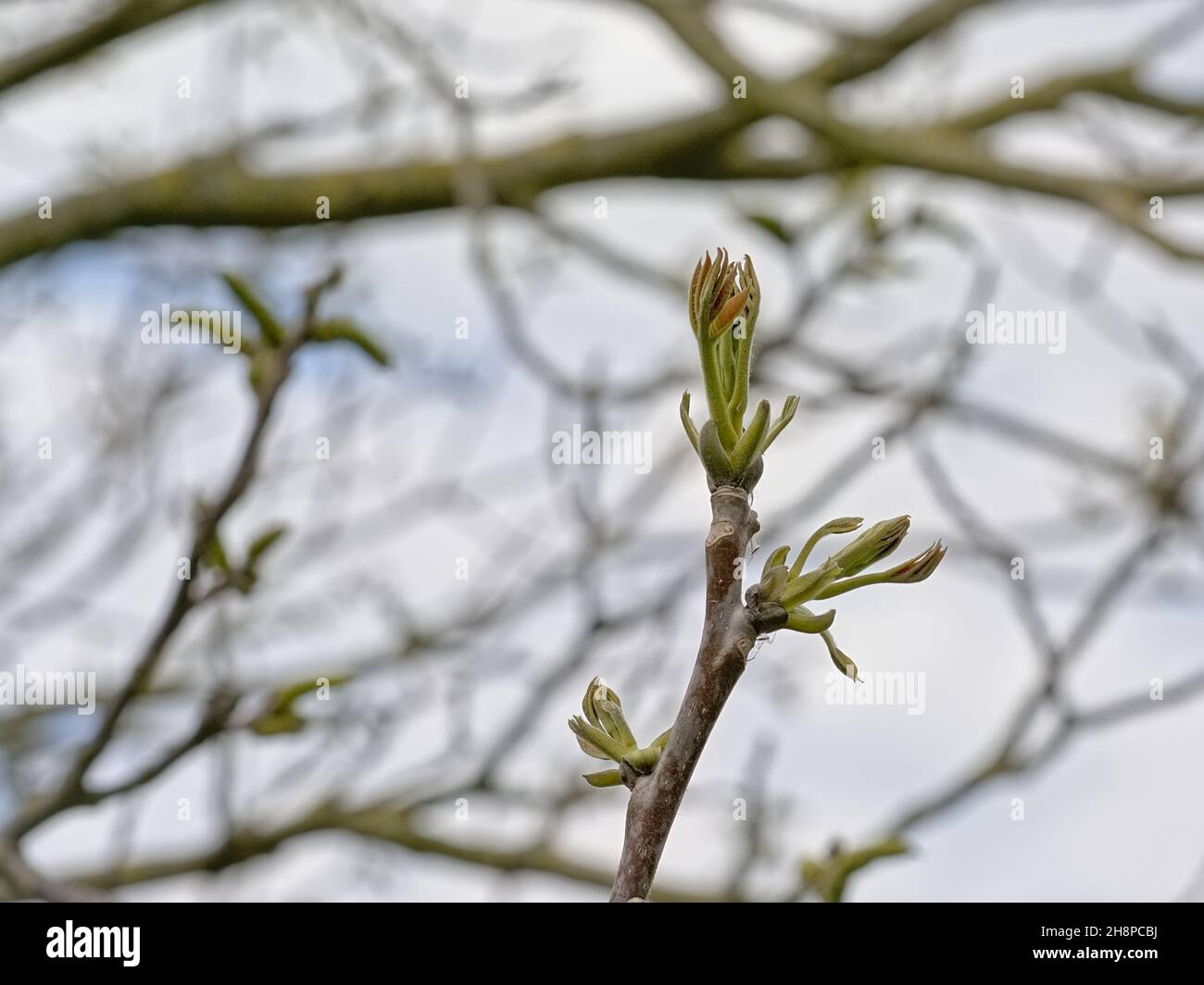 Sprouting ash tree leaf buds in spring - fraxinus angustifolia Stock ...