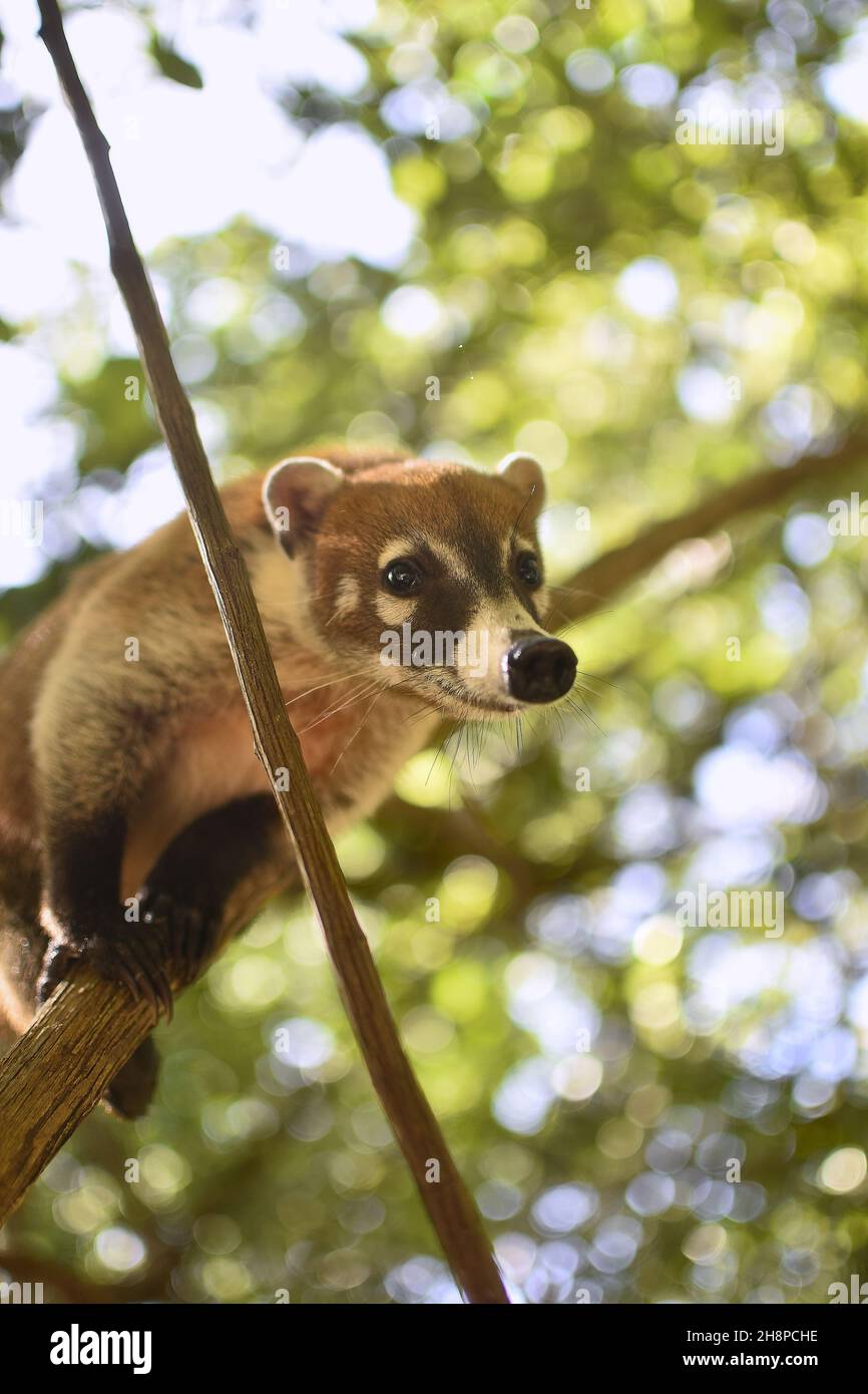 Common coati hi-res stock photography and images - Alamy