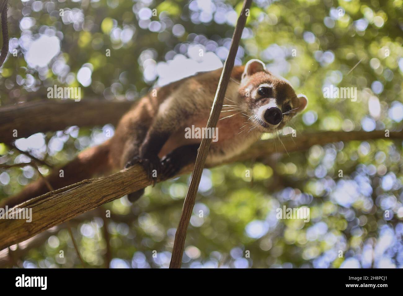 Mexican crow hi-res stock photography and images - Alamy
