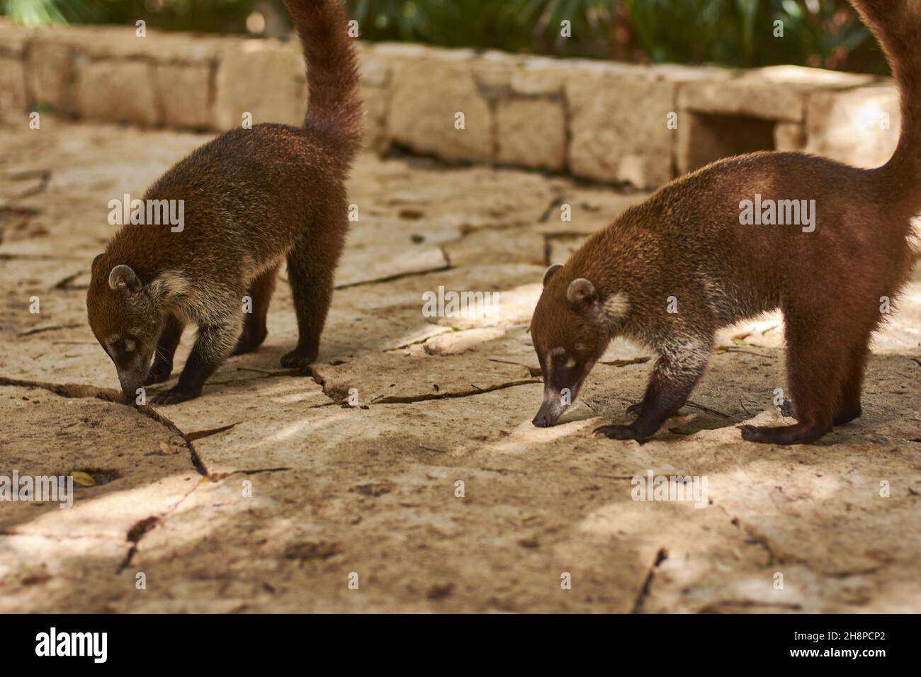 Mexican coati detail Stock Photo - Alamy