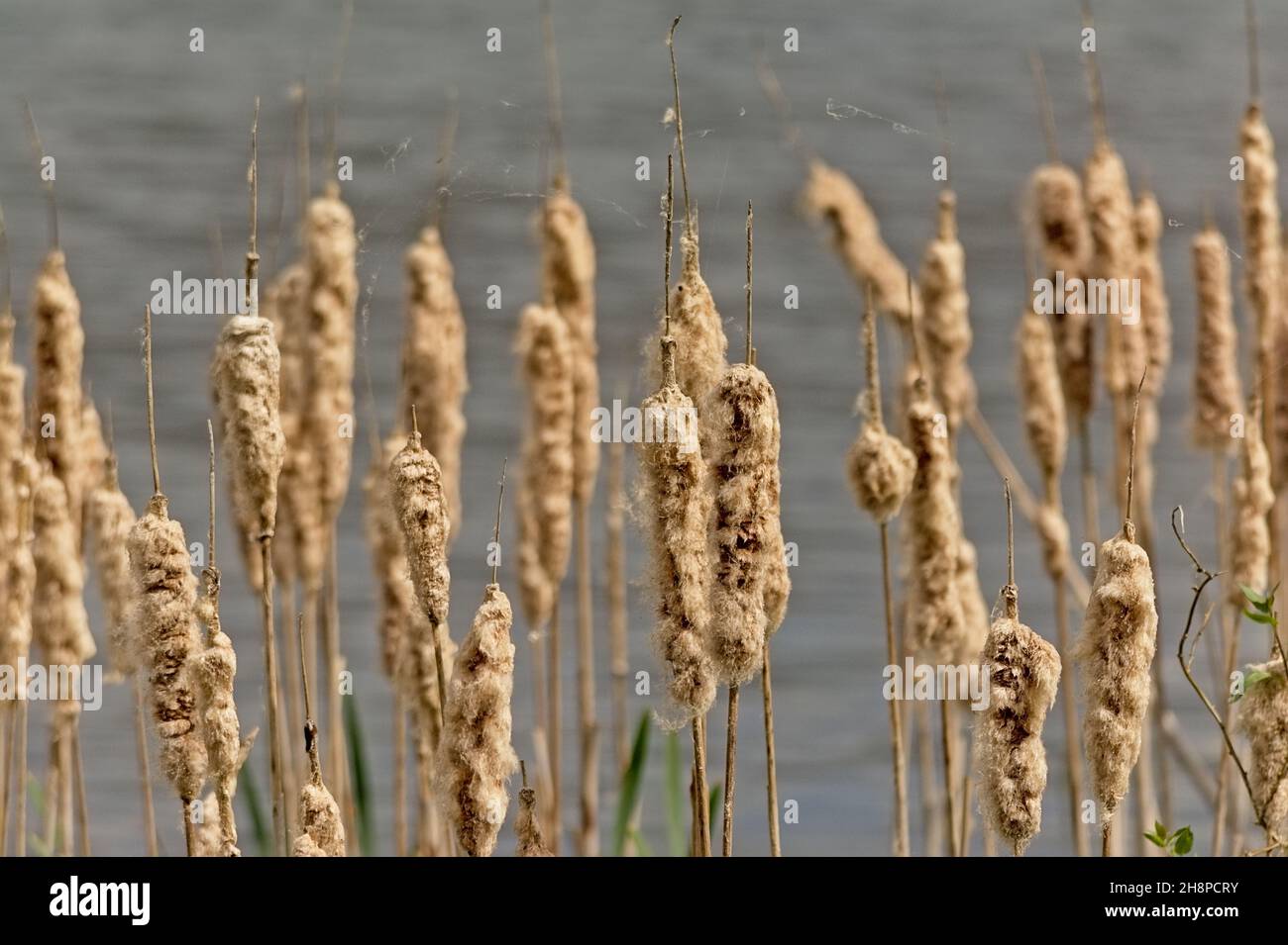 flowering bullrush reed in the pond Stock Photo - Alamy