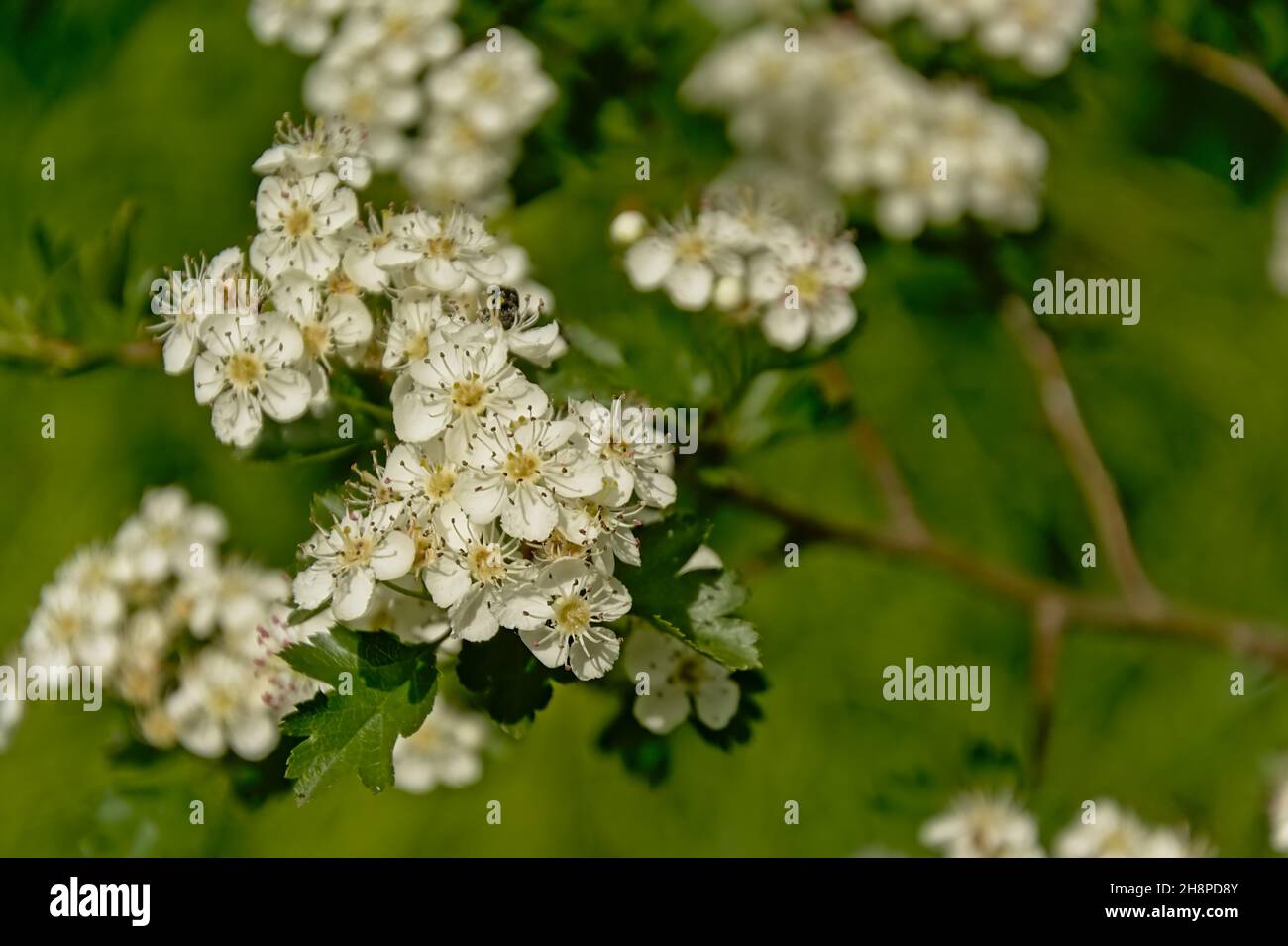 Bright white hawthorn flowers in spring Stock Photo - Alamy