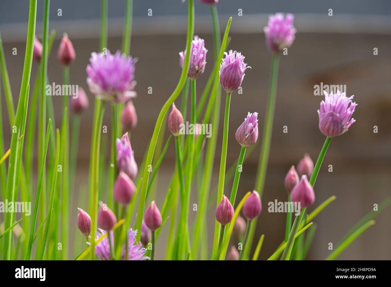 Chive blossoms hi-res stock photography and images - Alamy