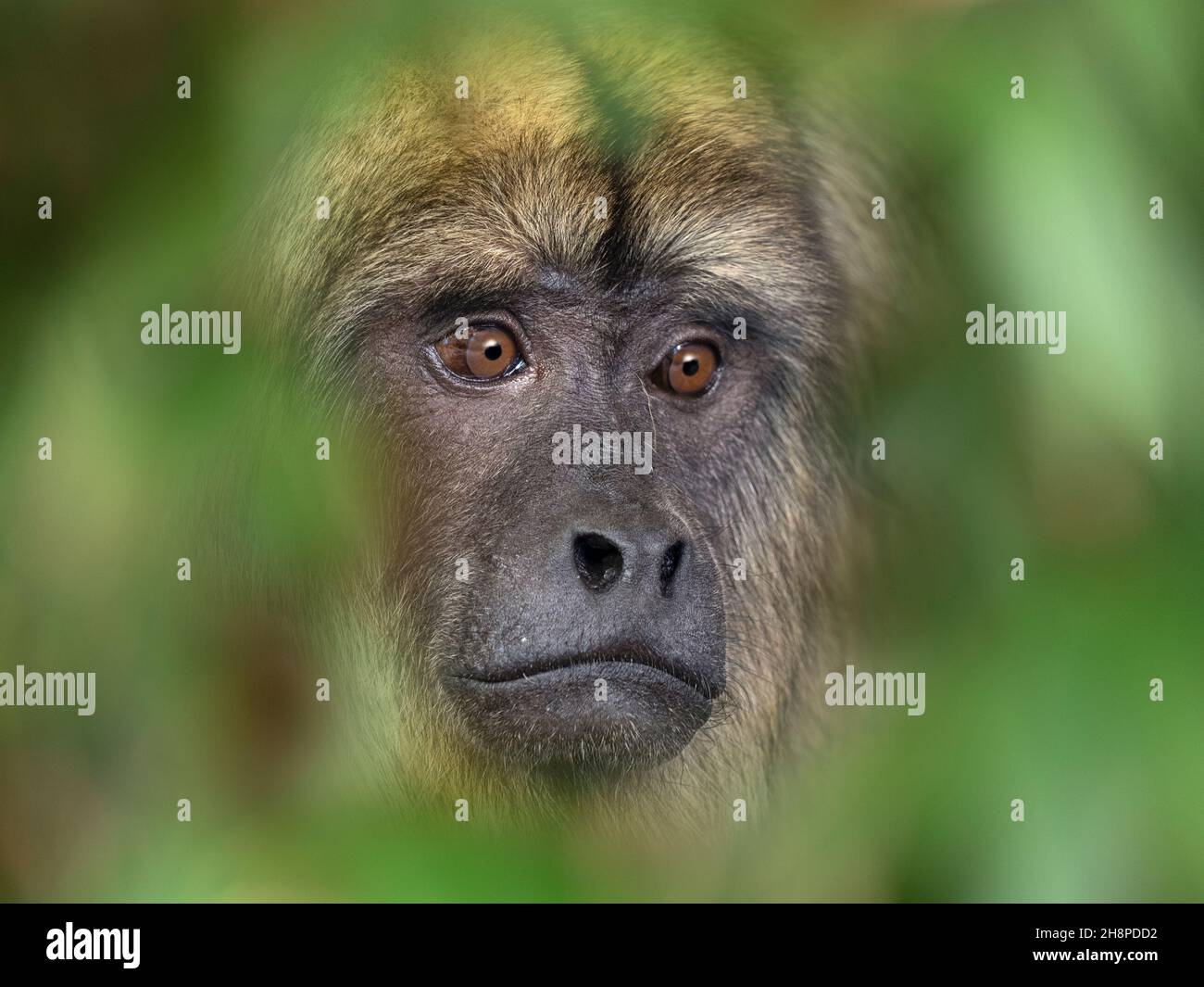 portrait of a Black howler Alouatta caraya Stock Photo - Alamy