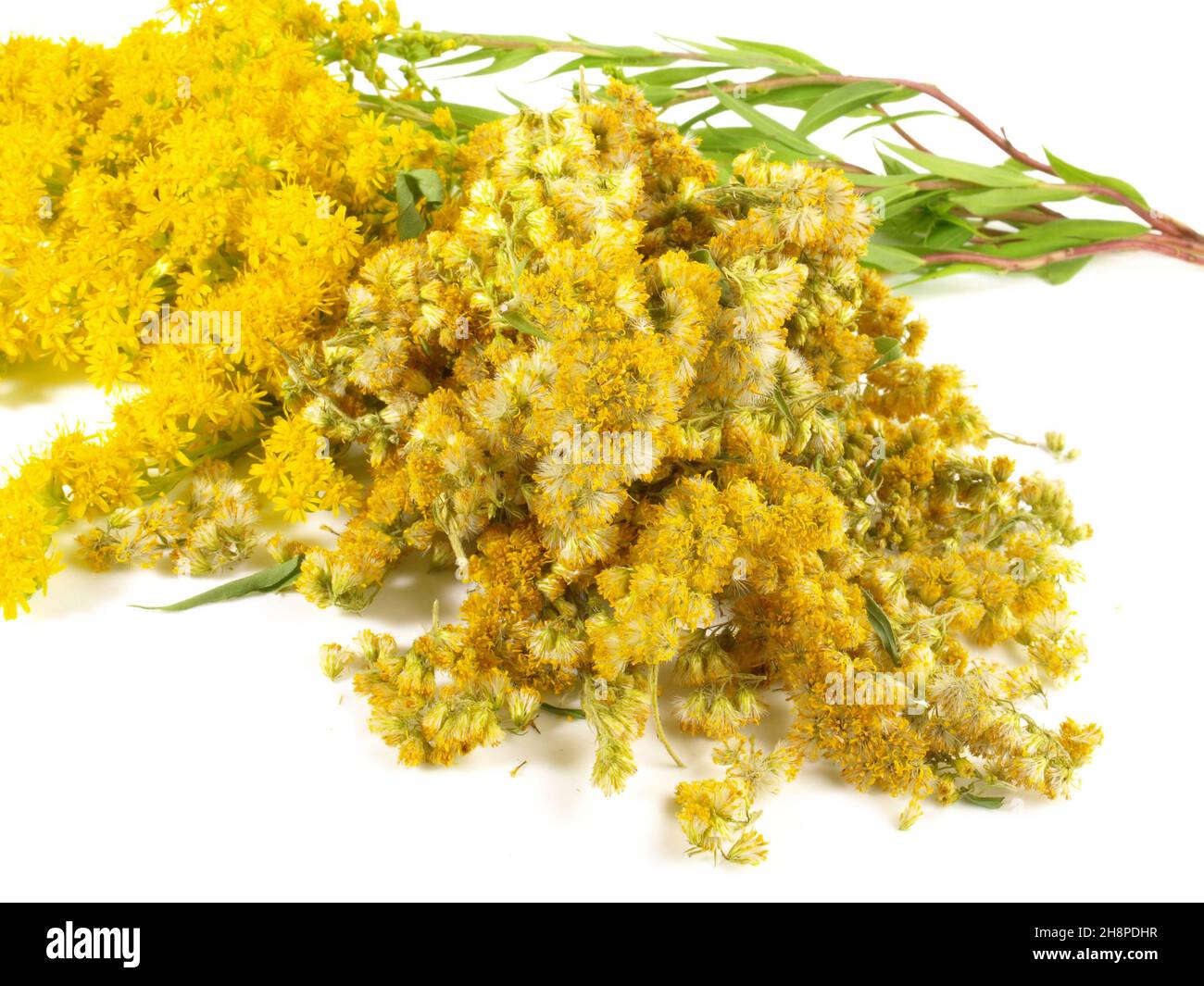 Goldenrod background Cut Out Stock Images & Pictures - Alamy
