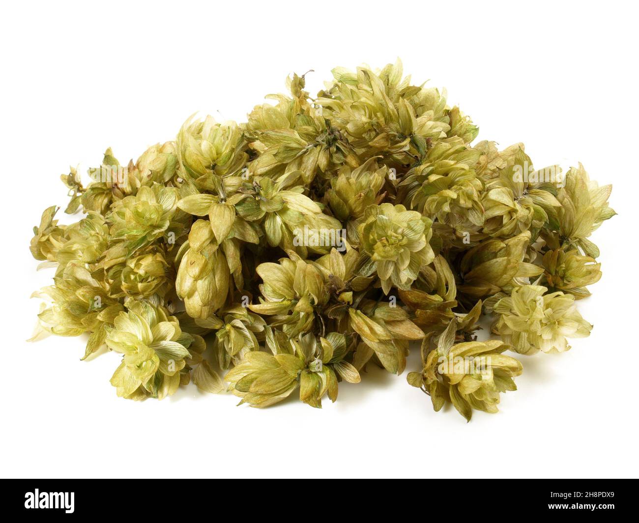 Dried Hop Blossom on white Background Stock Photo - Alamy