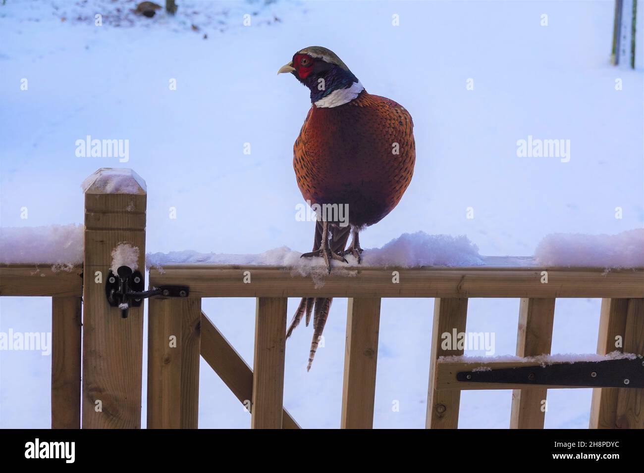 Male pheasant on wooden fence against snowy background Stock Photo - Alamy