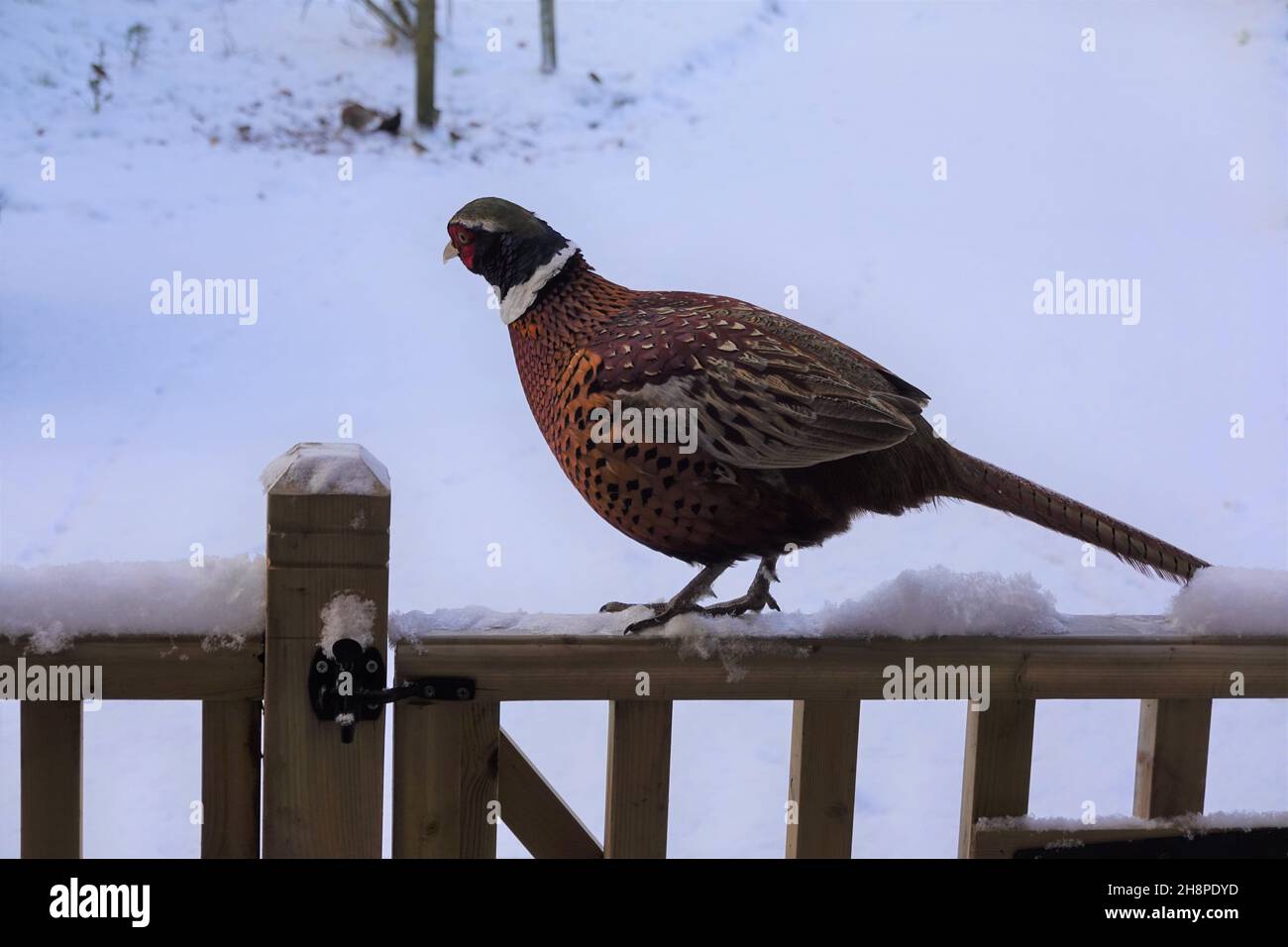 Male pheasant on wooden fence against snowy background Stock Photo - Alamy