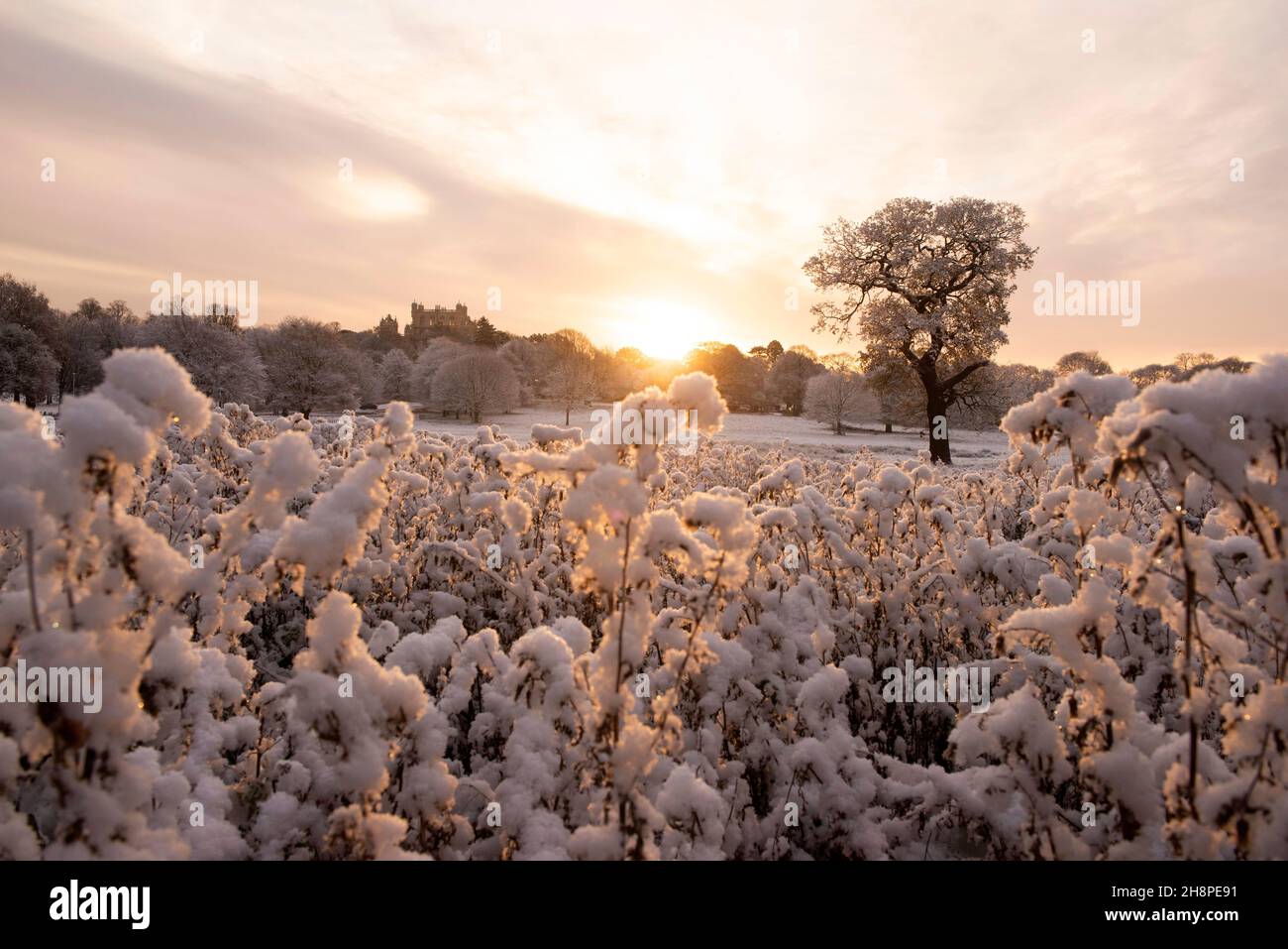 Winter Sunrise in the Snow at Wollaton Park in Nottingham ...