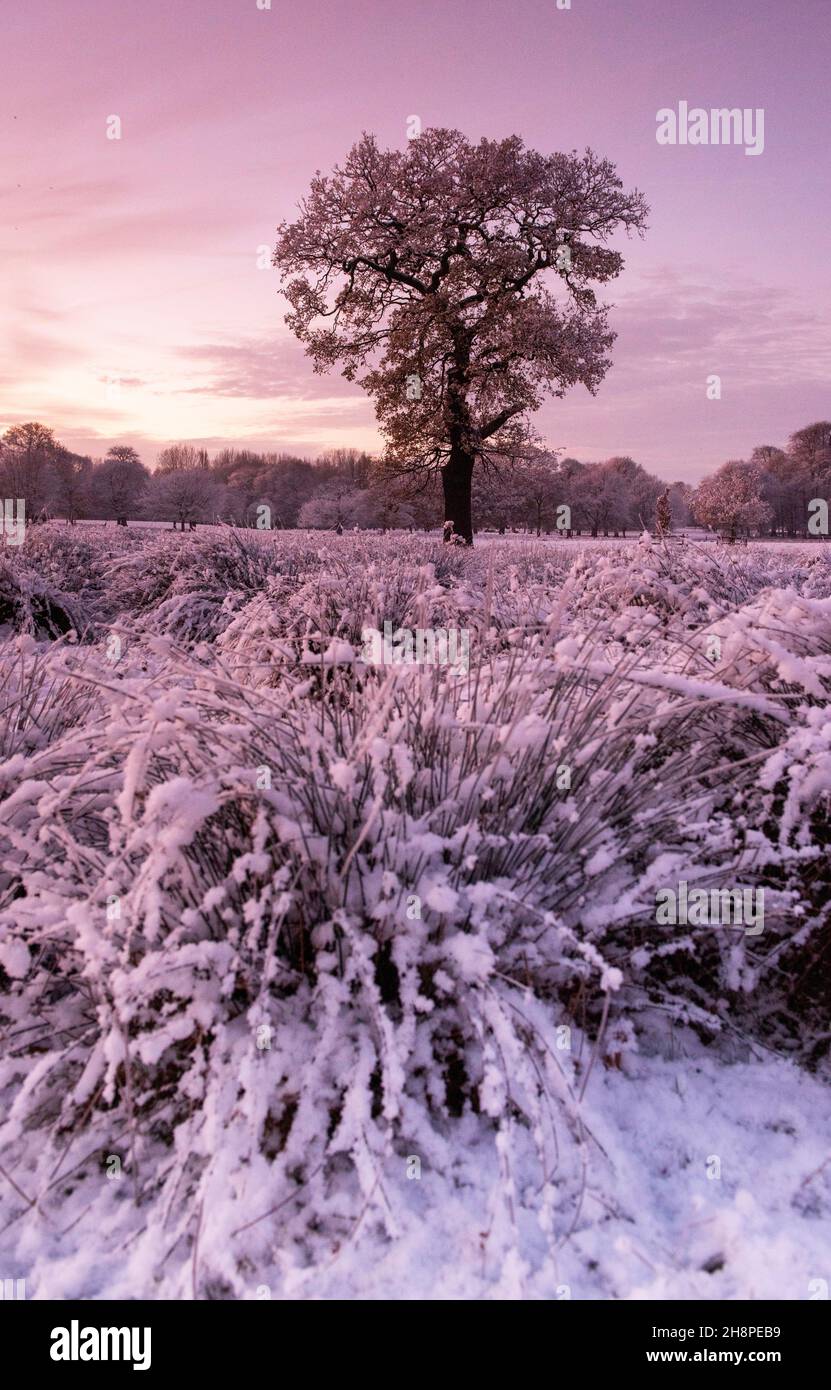 Winter Sunrise in the Snow at Wollaton Park in Nottingham ...