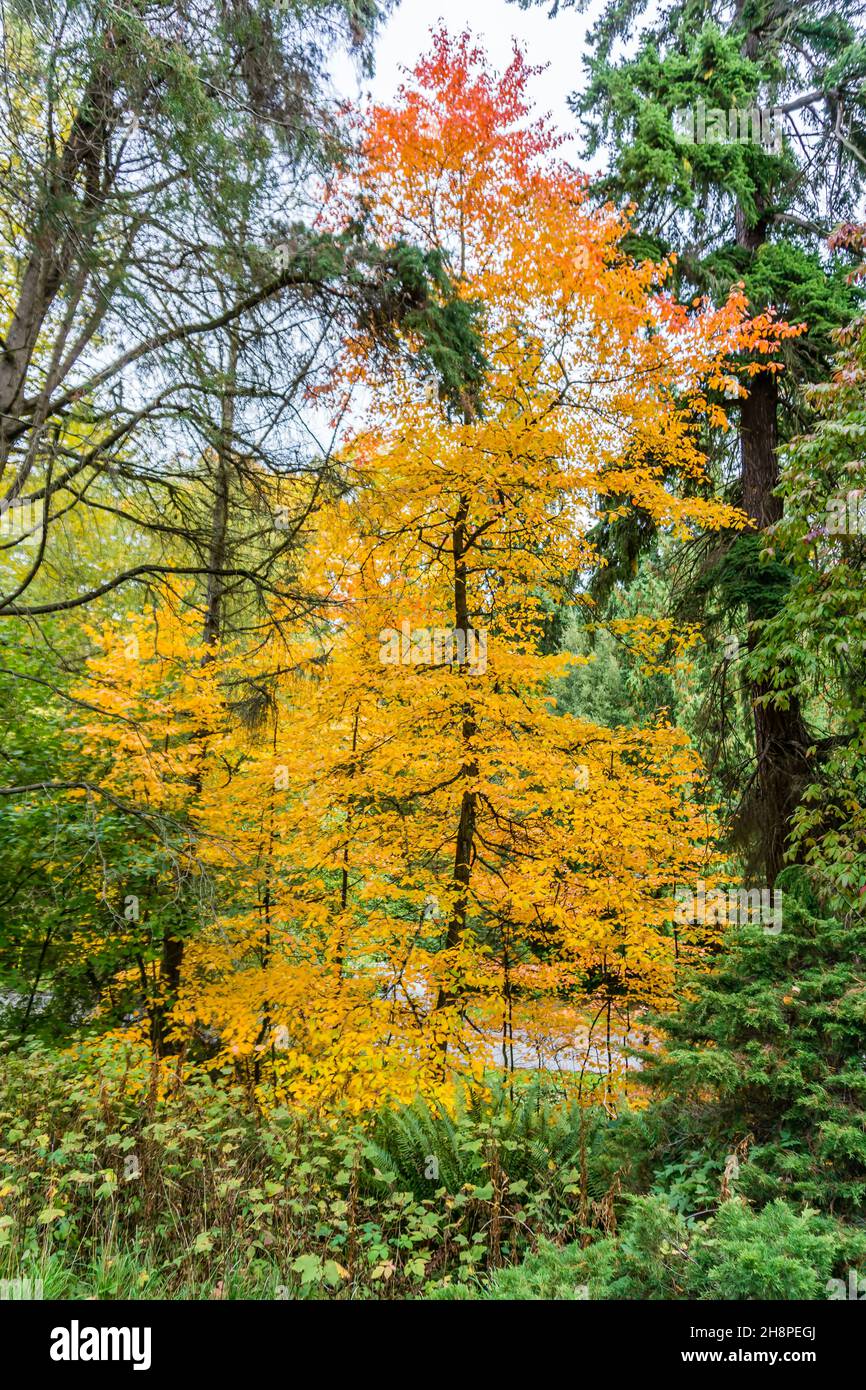 Fall foliage along the road through Washington Park Arboretum in ...