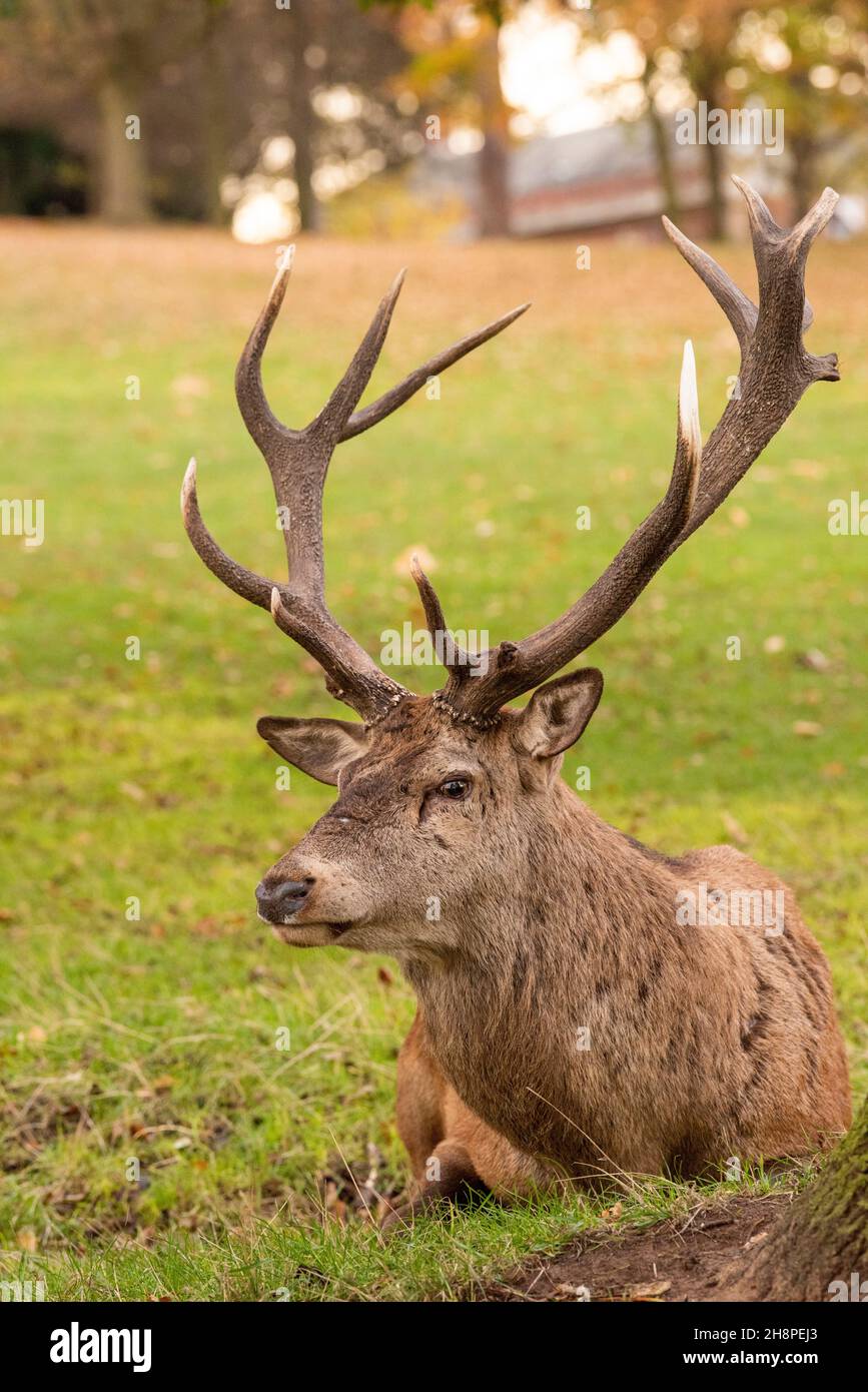 Red Deer Stag at Wollaton Park, Nottingham Nottinghamshire England UK ...