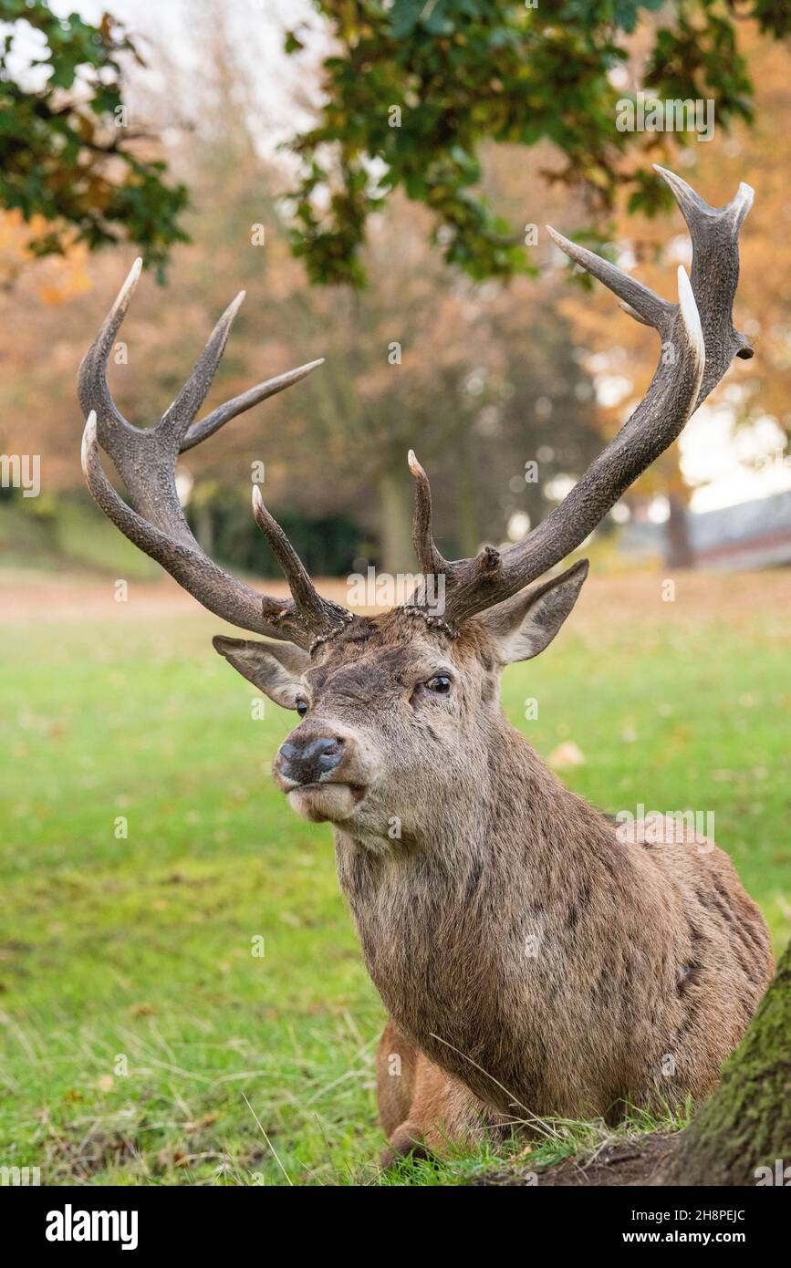 Red Deer Stag at Wollaton Park, Nottingham Nottinghamshire England UK ...