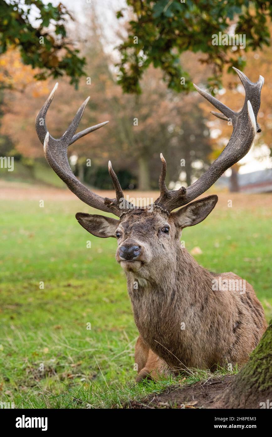Red Deer Stag at Wollaton Park, Nottingham Nottinghamshire England UK ...