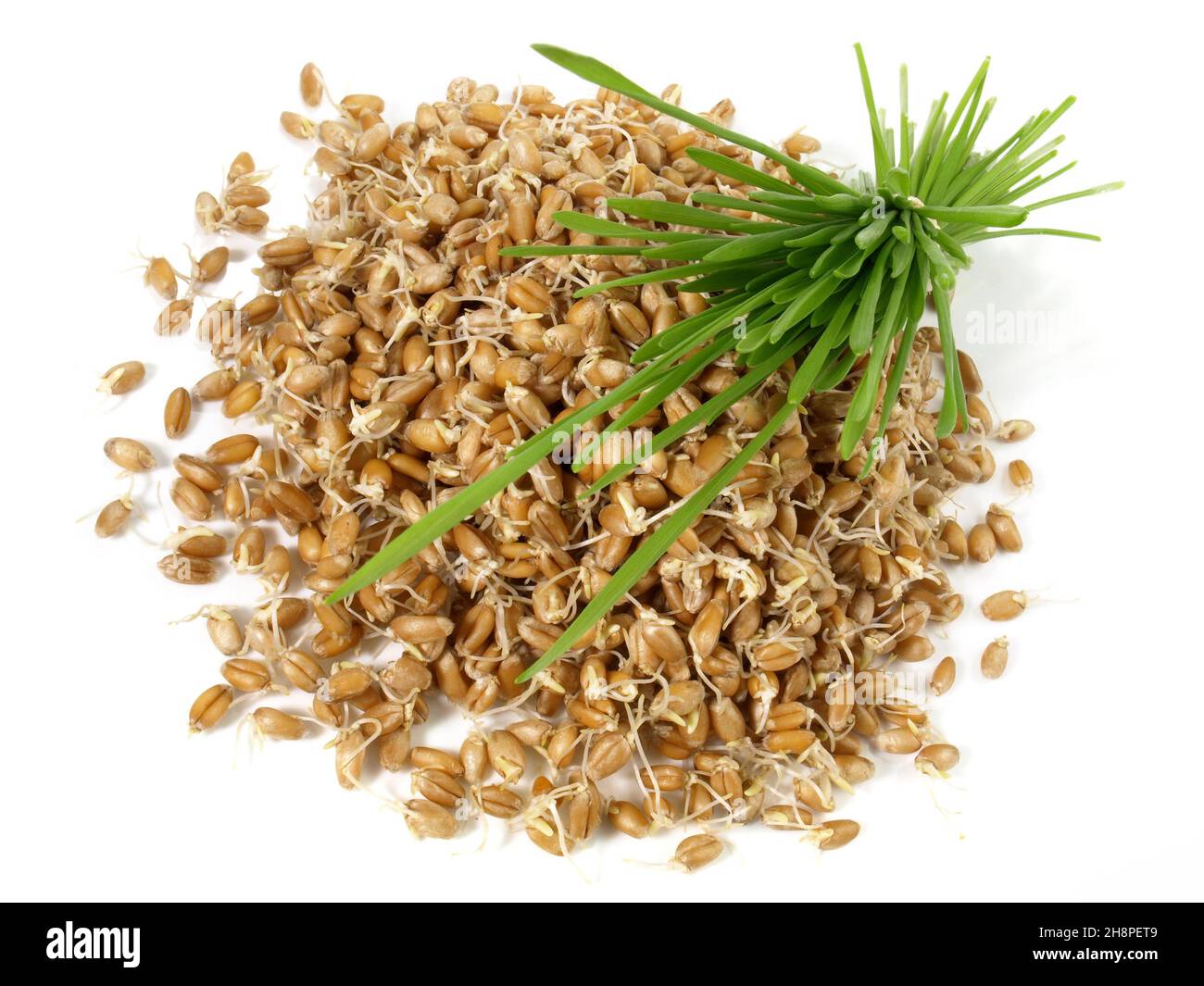 Wheatgrass Seedlings on white Background Stock Photo - Alamy