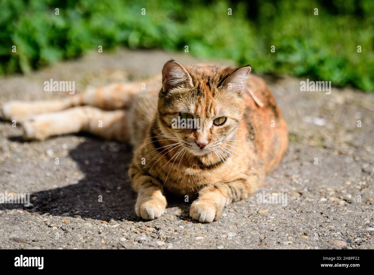 Stray orange tabby cat summer hi-res stock photography and images - Alamy