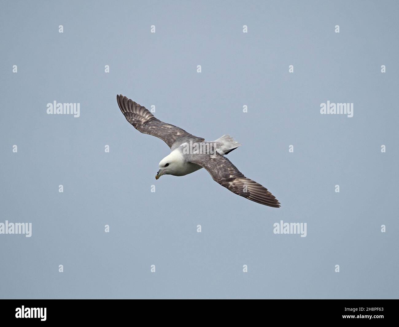 single Northern Fulmar, fulmar, or Arctic fulmar (Fulmarus glacialis ...
