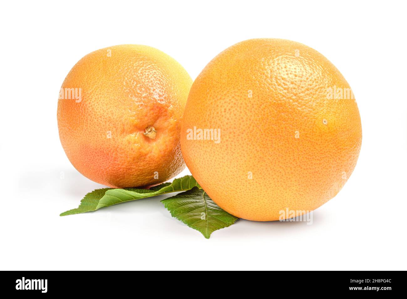 Two grapefruits on white hi-res stock photography and images - Alamy