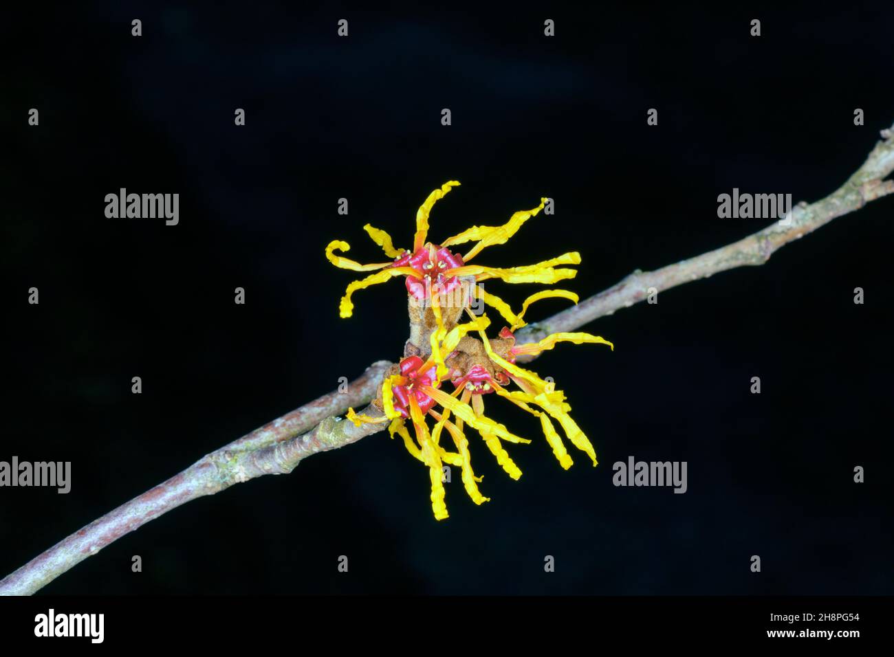 Witch hazel in Bloom in early spring Stock Photo - Alamy